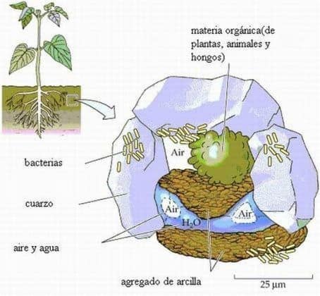 Estructura del suelo, tipos, componentes y sus propiedades